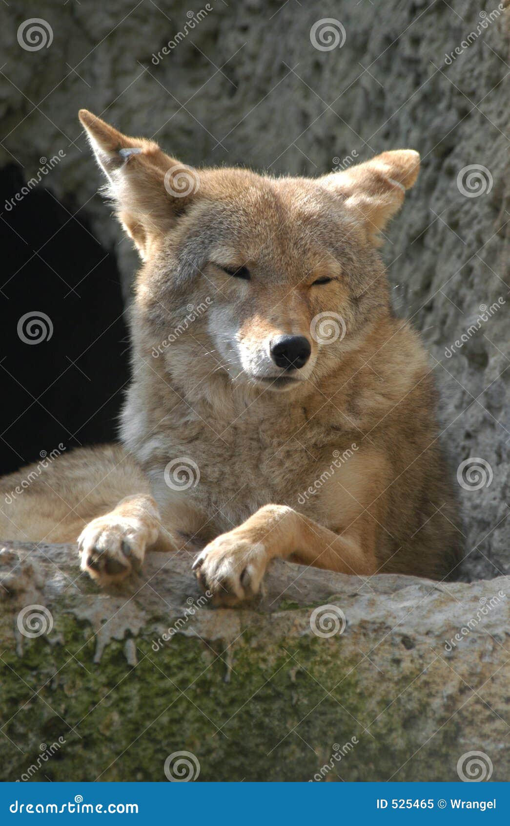 Coyote stock image. Image of meat, creature, grey, hungry - 525465