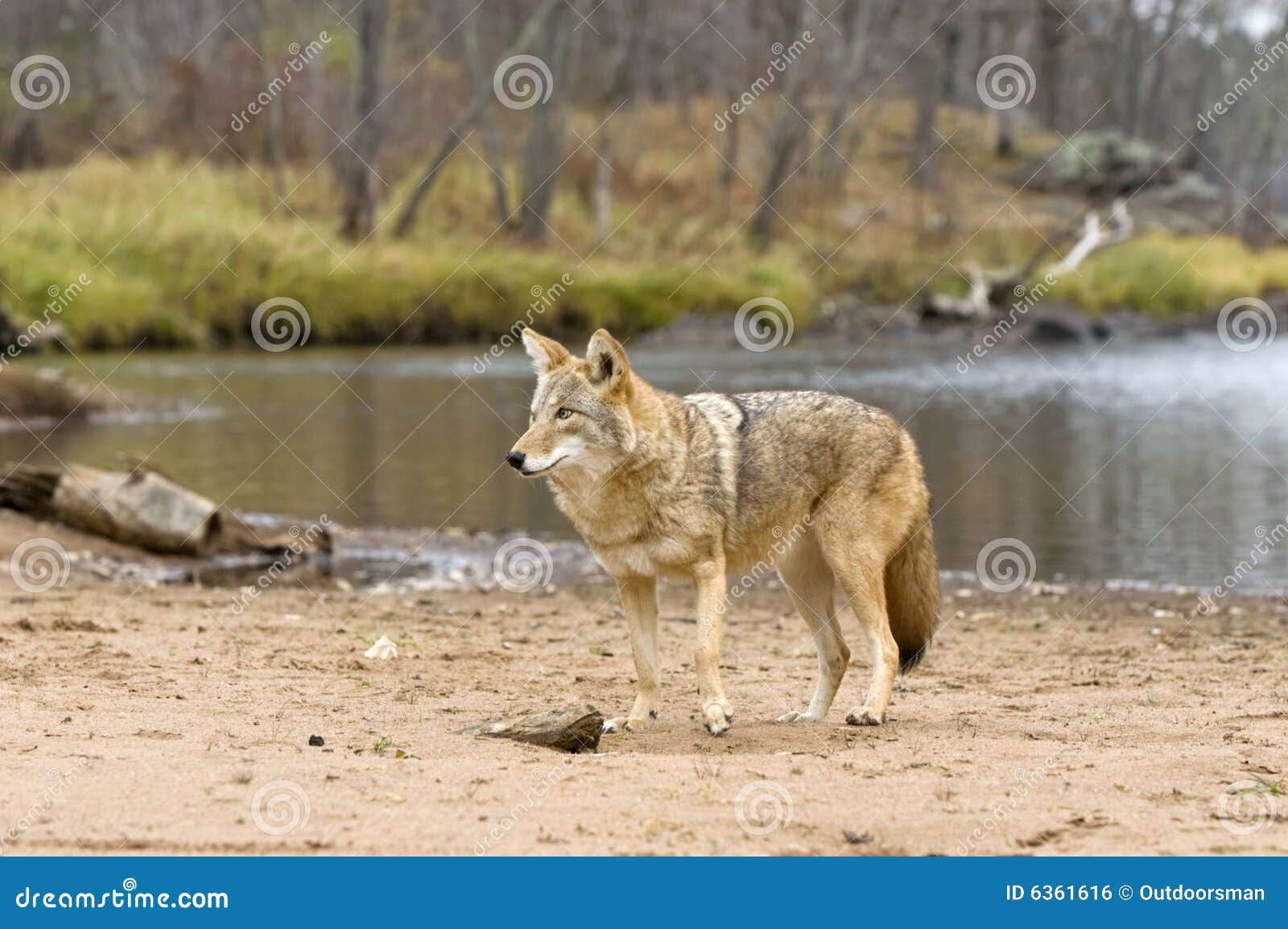 Coyote stock photo. Image of coyote, carnivore, animal - 6361616