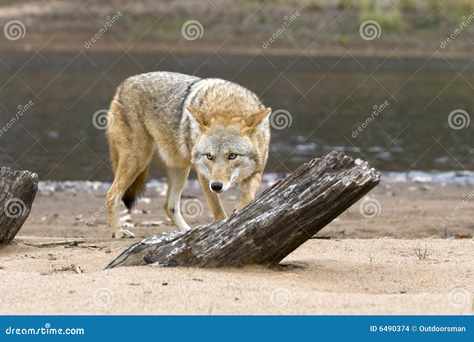 Coyote stock photo. Image of animal, hunter, wild, nature - 6490374
