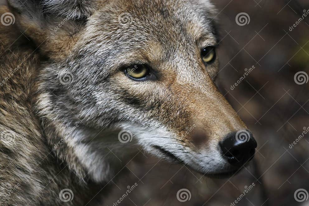 Coyote stock photo. Image of animals, head, exploration - 7103310