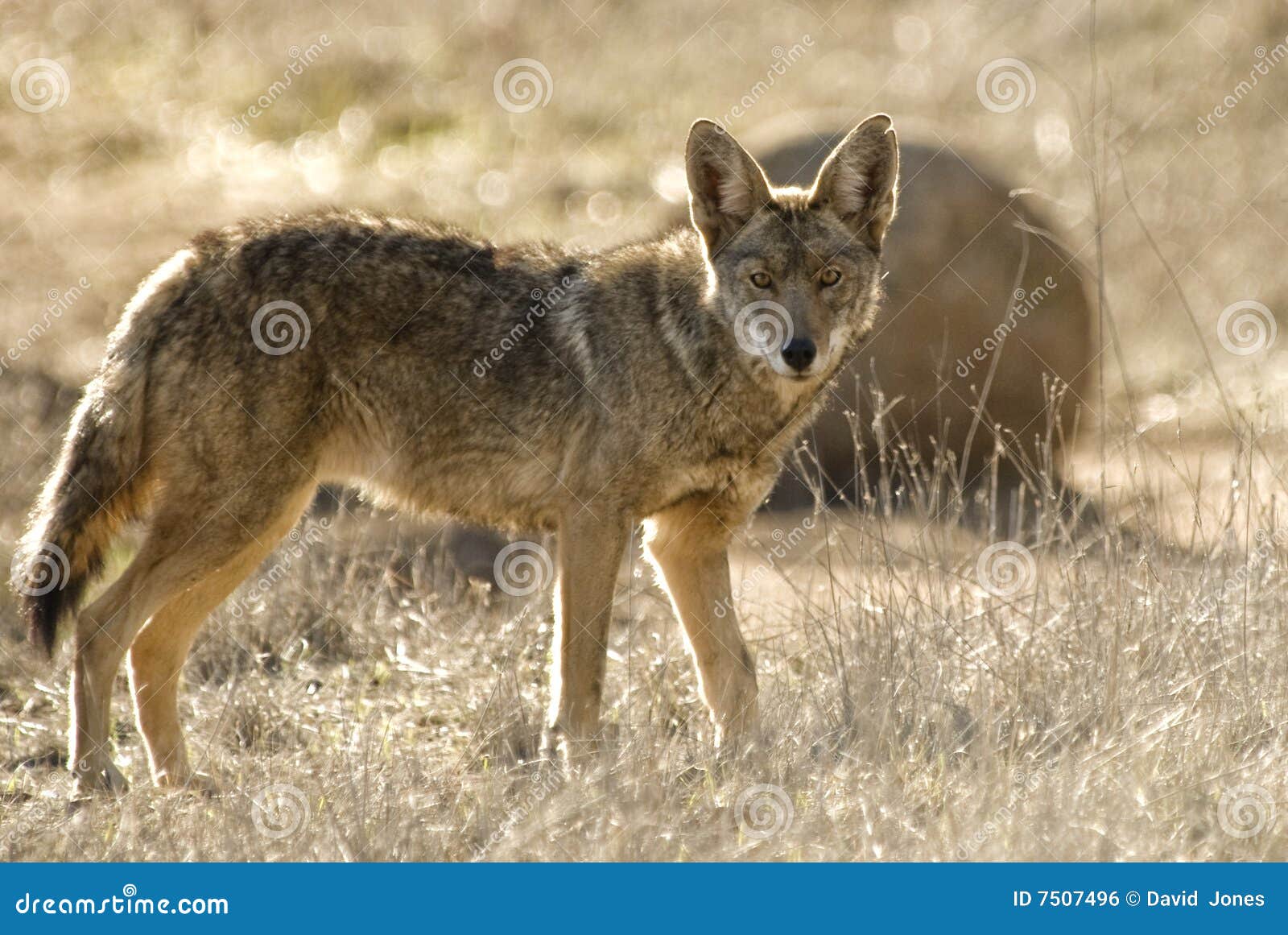 Coyote stock photo. Image of stalking, predator, hunter - 7507496