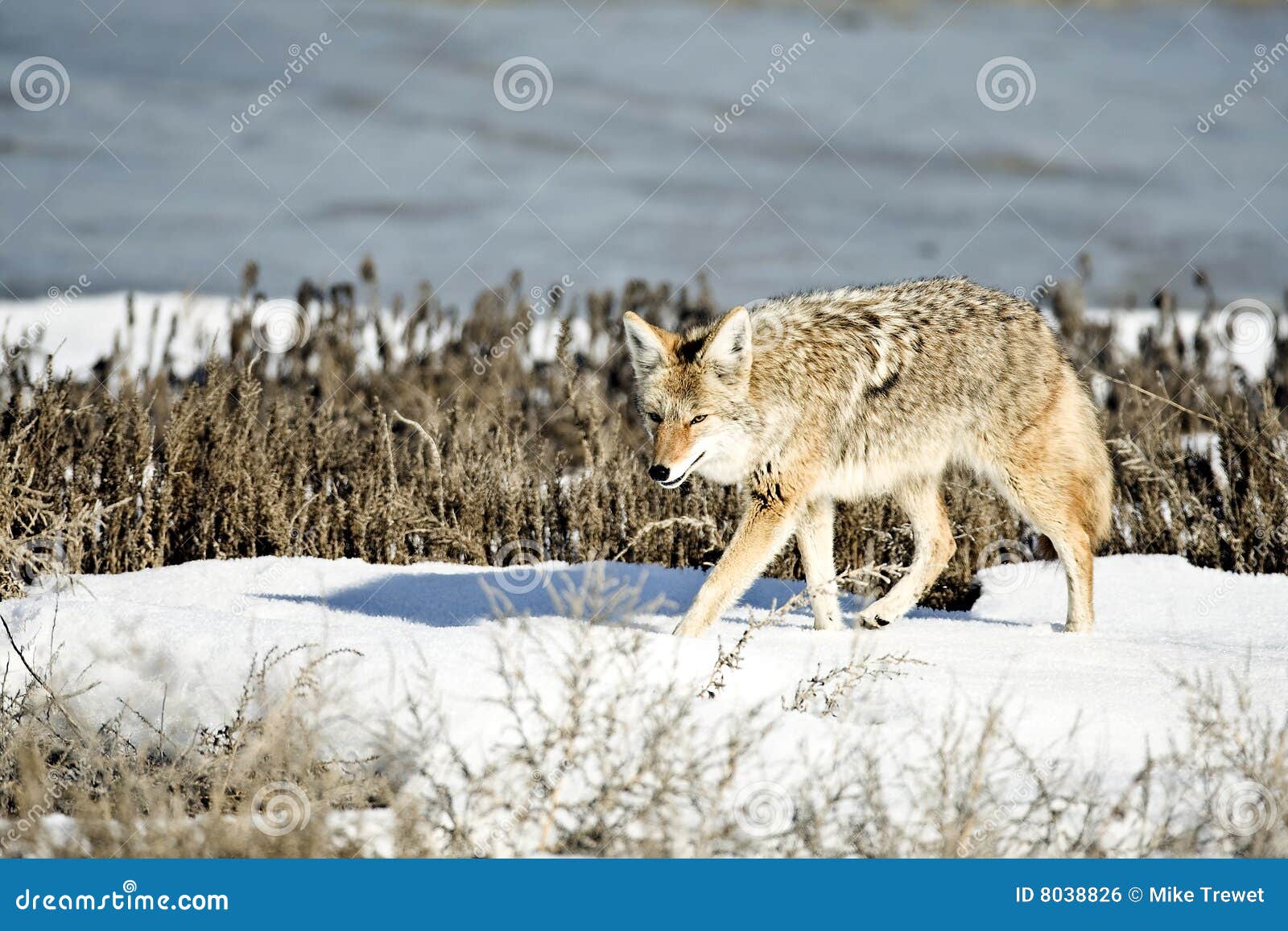 Coyote stock photo. Image of snout, fauna, coyote, prairies - 8038826