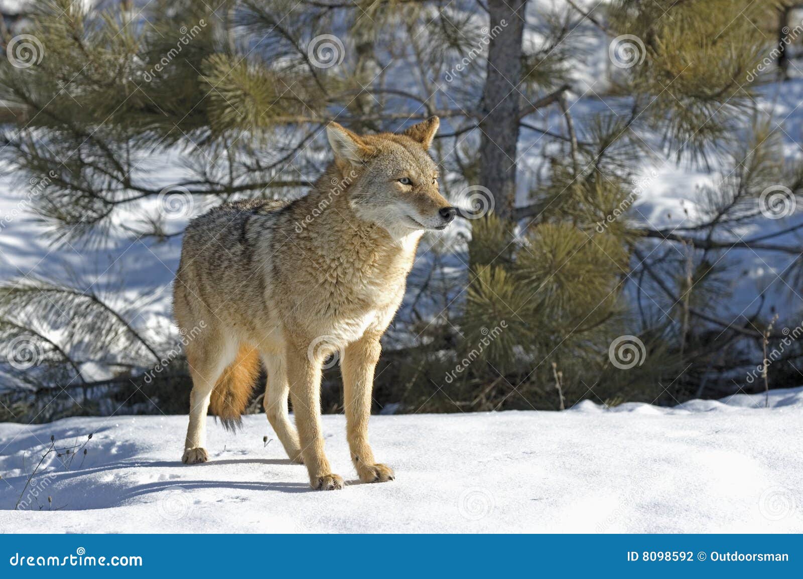 Coyote stock photo. Image of snow, winter, outdoors, cold - 8098592