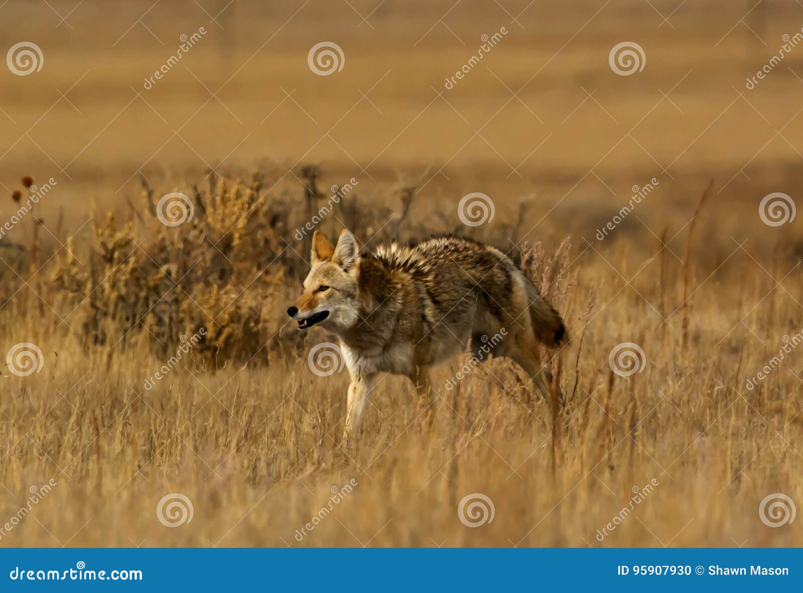 Coyote on alert stock photo. Image of mammal, landscapes - 95907930