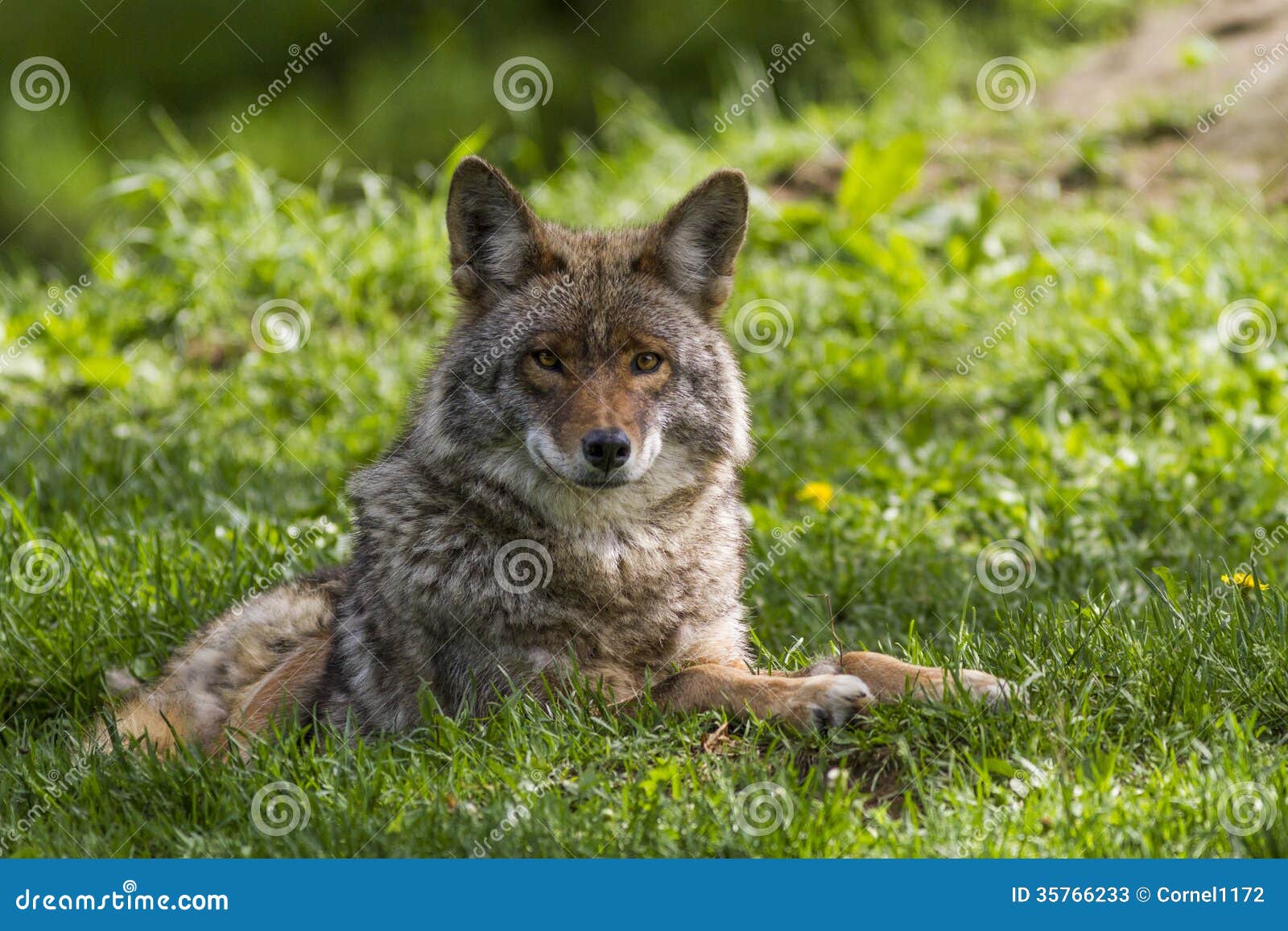Coyote stock image. Image of observing, attention, grass - 35766233