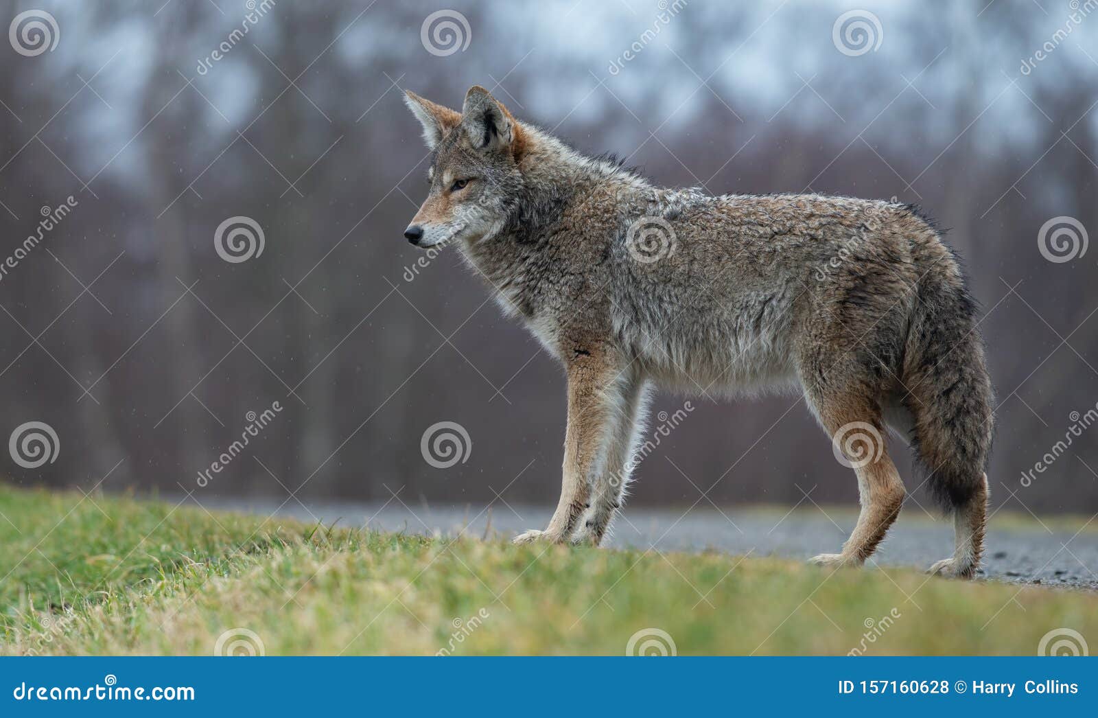 A coyote in Canada stock photo. Image of face, coyote - 157160628
