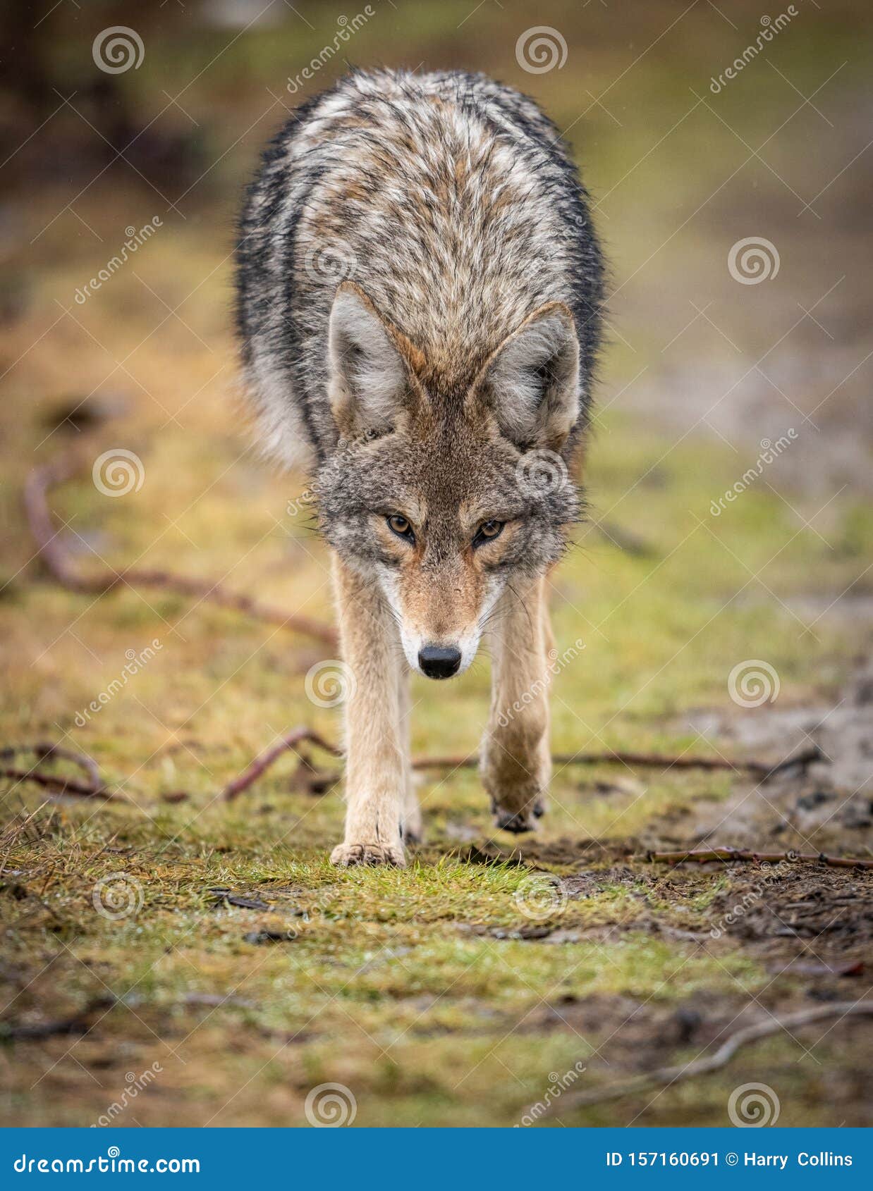 A coyote in Canada stock image. Image of american, nature - 157160691