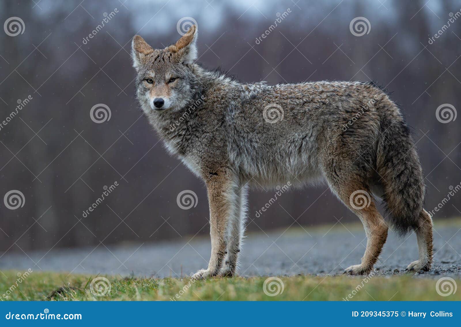 A Coyote in Canada stock image. Image of beach, outdoors - 209345375