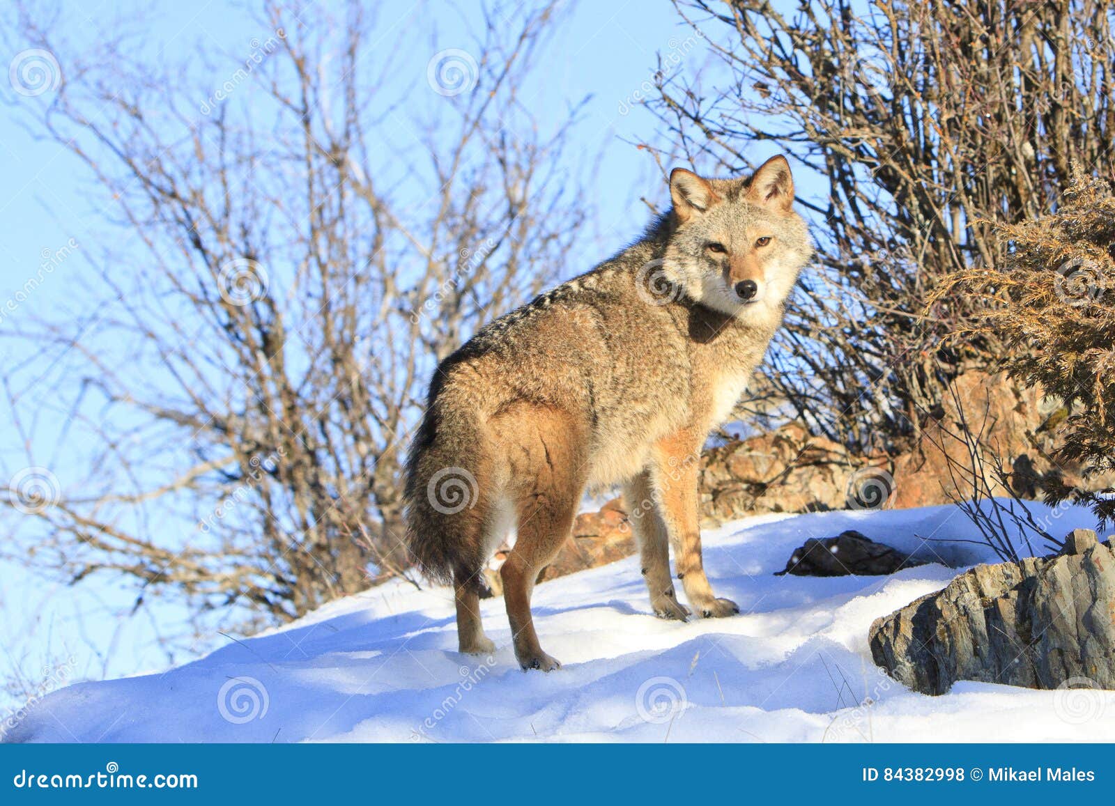 Coyote broadside stock photo. Image of winter, landscape - 84382998