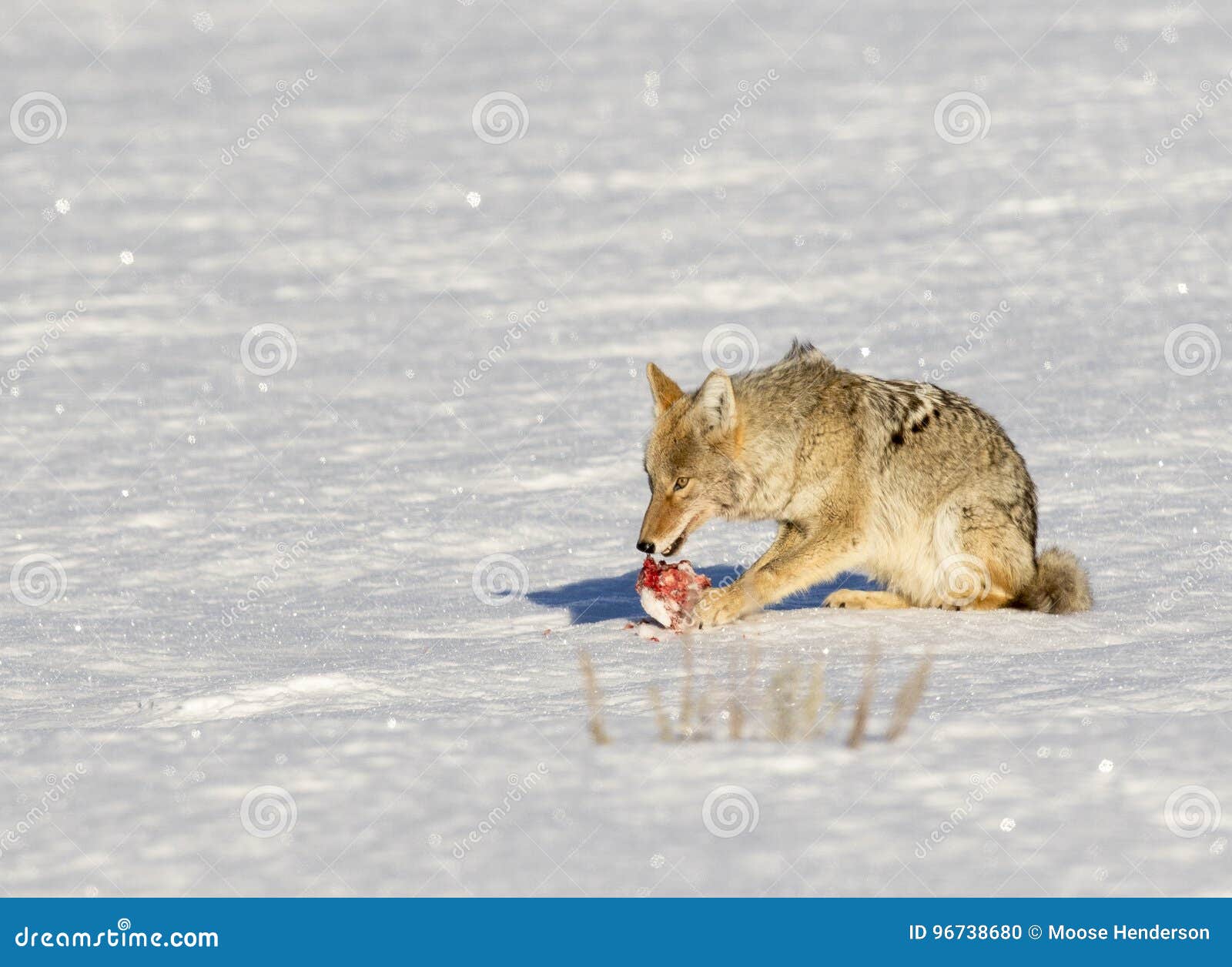Coyote with Cache of Meat on White Snow Meadow Stock Photo - Image of ...
