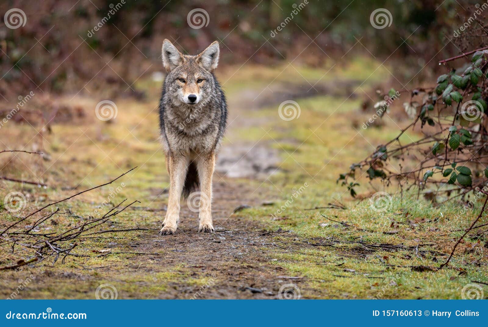 A coyote in Canada stock image. Image of park, puppy - 157160613