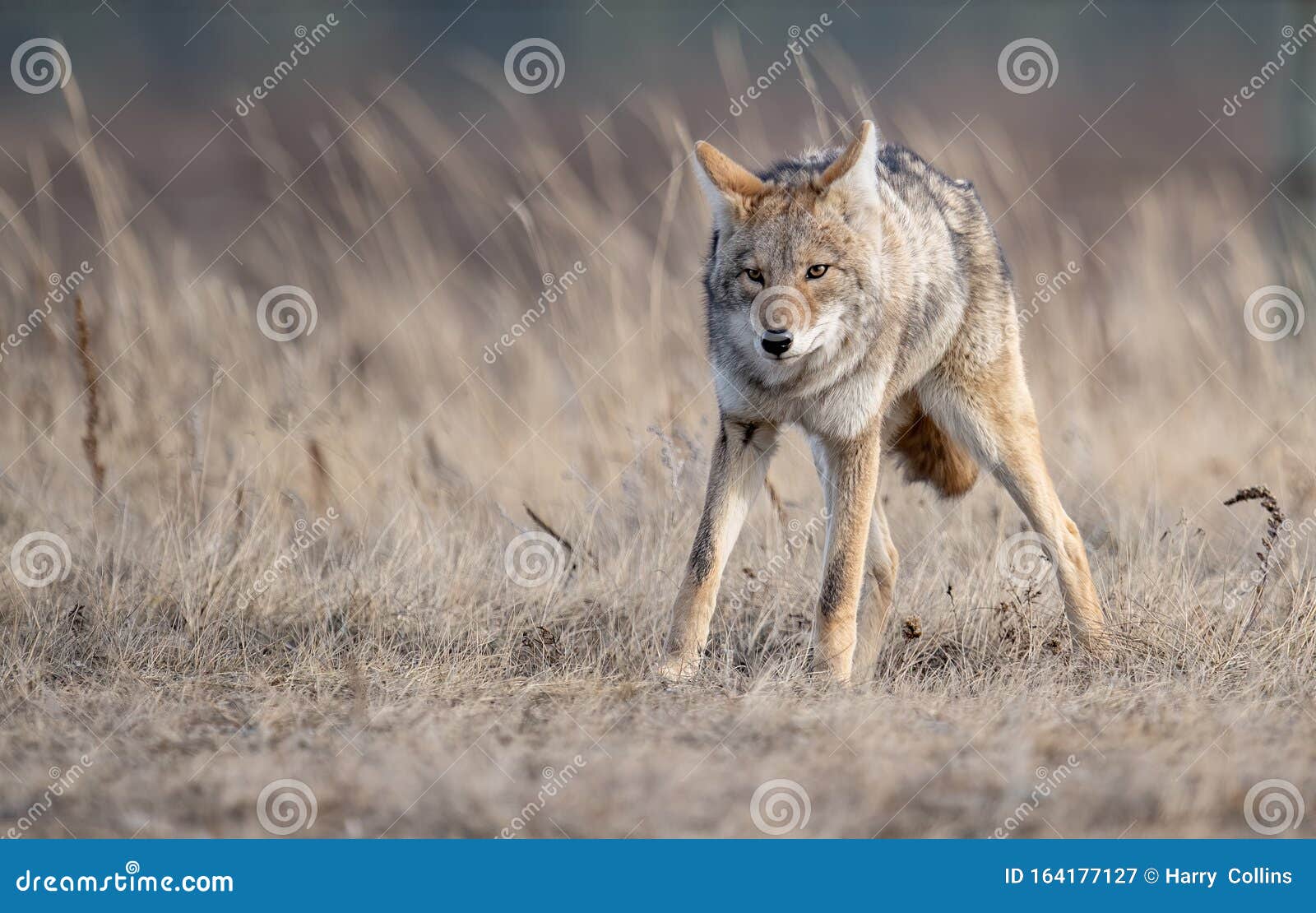 A coyote in Canada stock image. Image of barred, alberta - 164177127