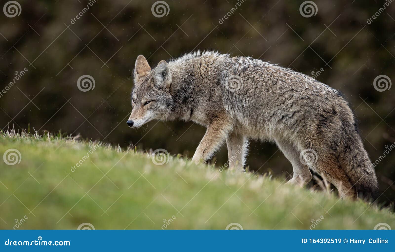 A coyote in Canada stock image. Image of baby, holiday - 164392519