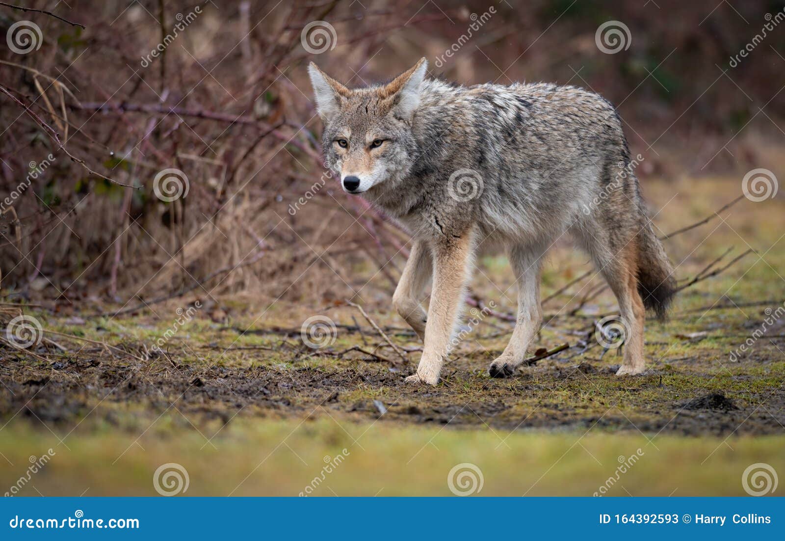 A coyote in Canada stock image. Image of great, canada - 164392593