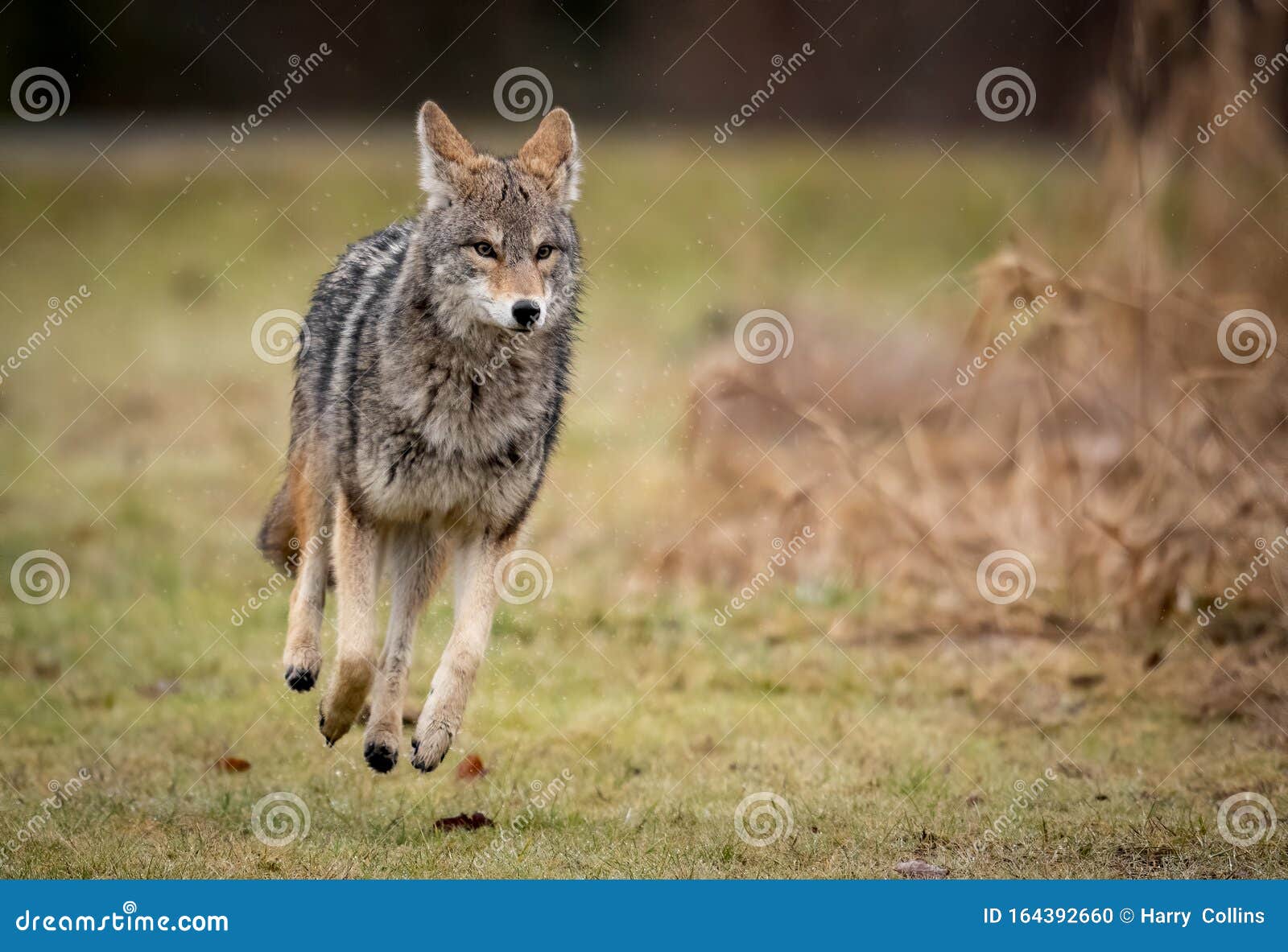 A coyote in Canada stock photo. Image of coast, funny - 164392660
