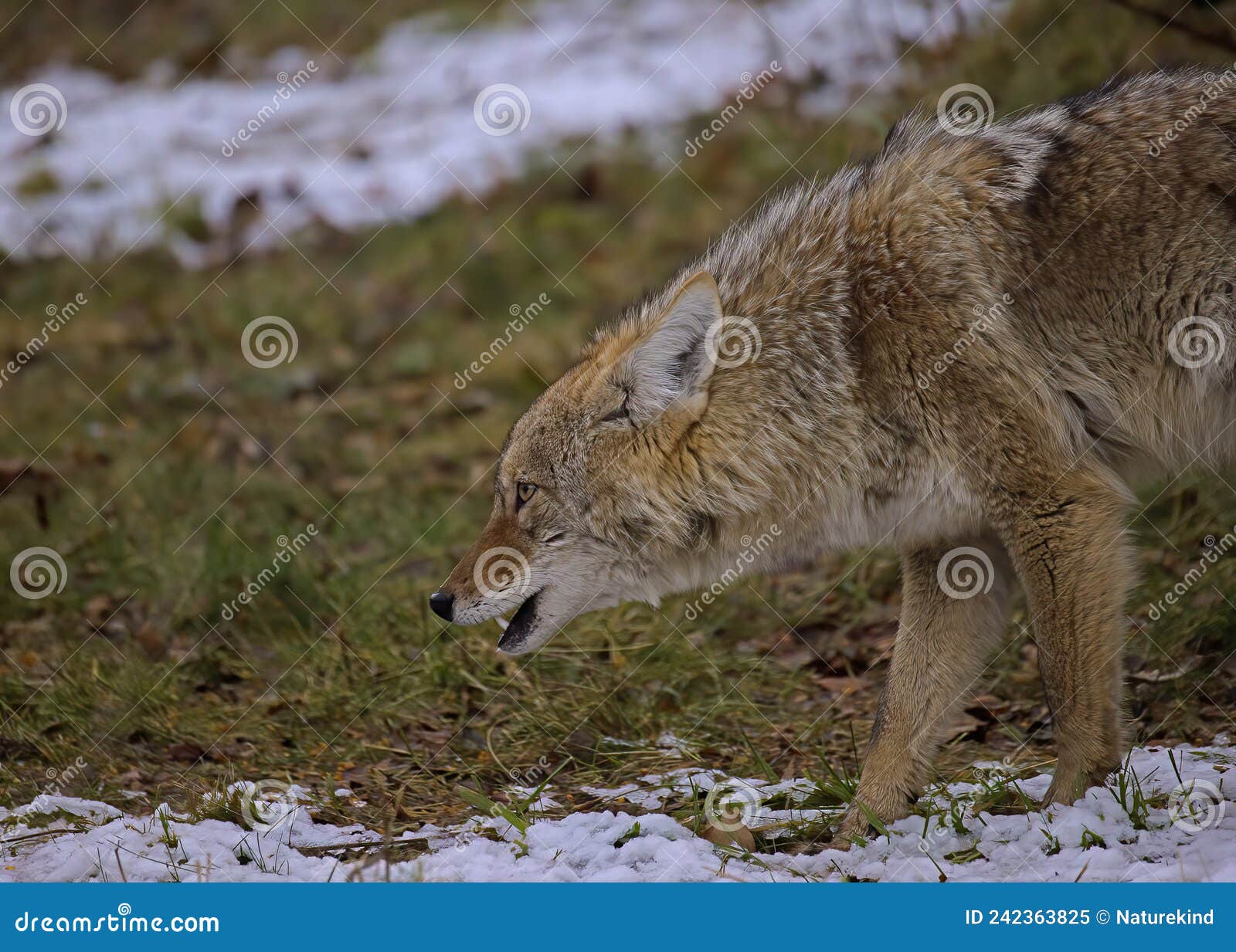 Coyote (Canis Latrans) in Crouch Position Stock Image - Image of canis ...