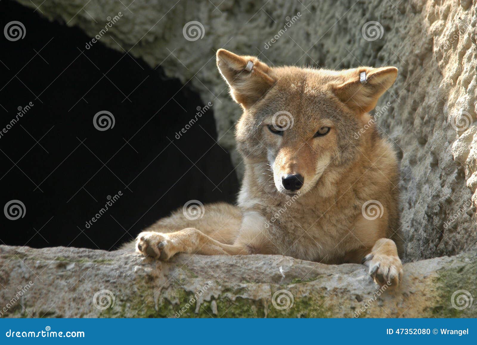 Coyote stock photo. Image of canids, states, canid, mammal - 47352080