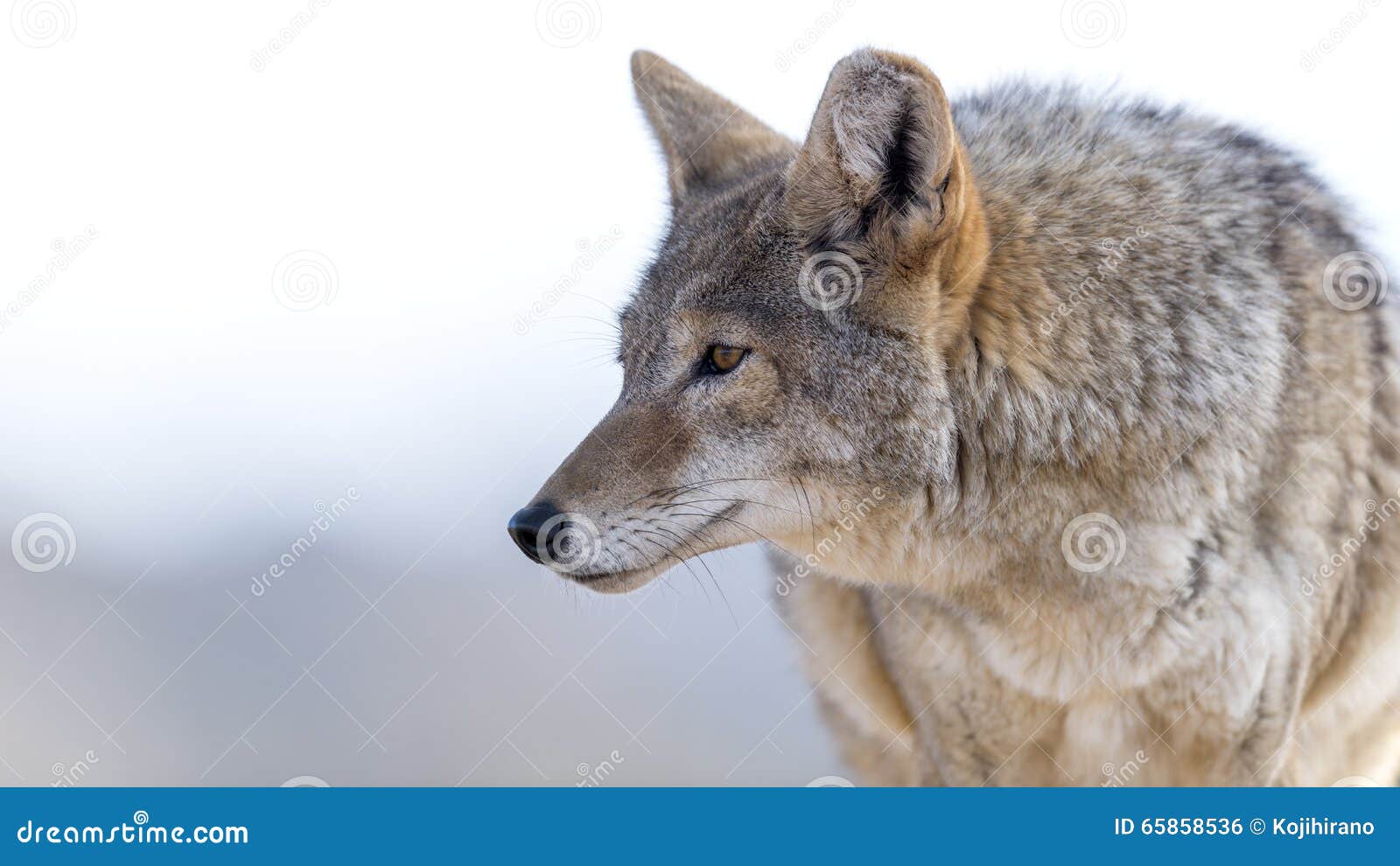 Coyote stock photo. Image of side, portrait, horizontal - 65858536