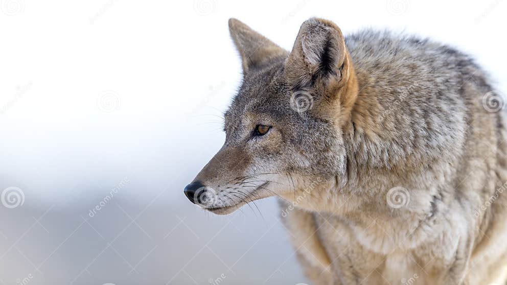 Coyote stock photo. Image of side, portrait, horizontal - 65858536