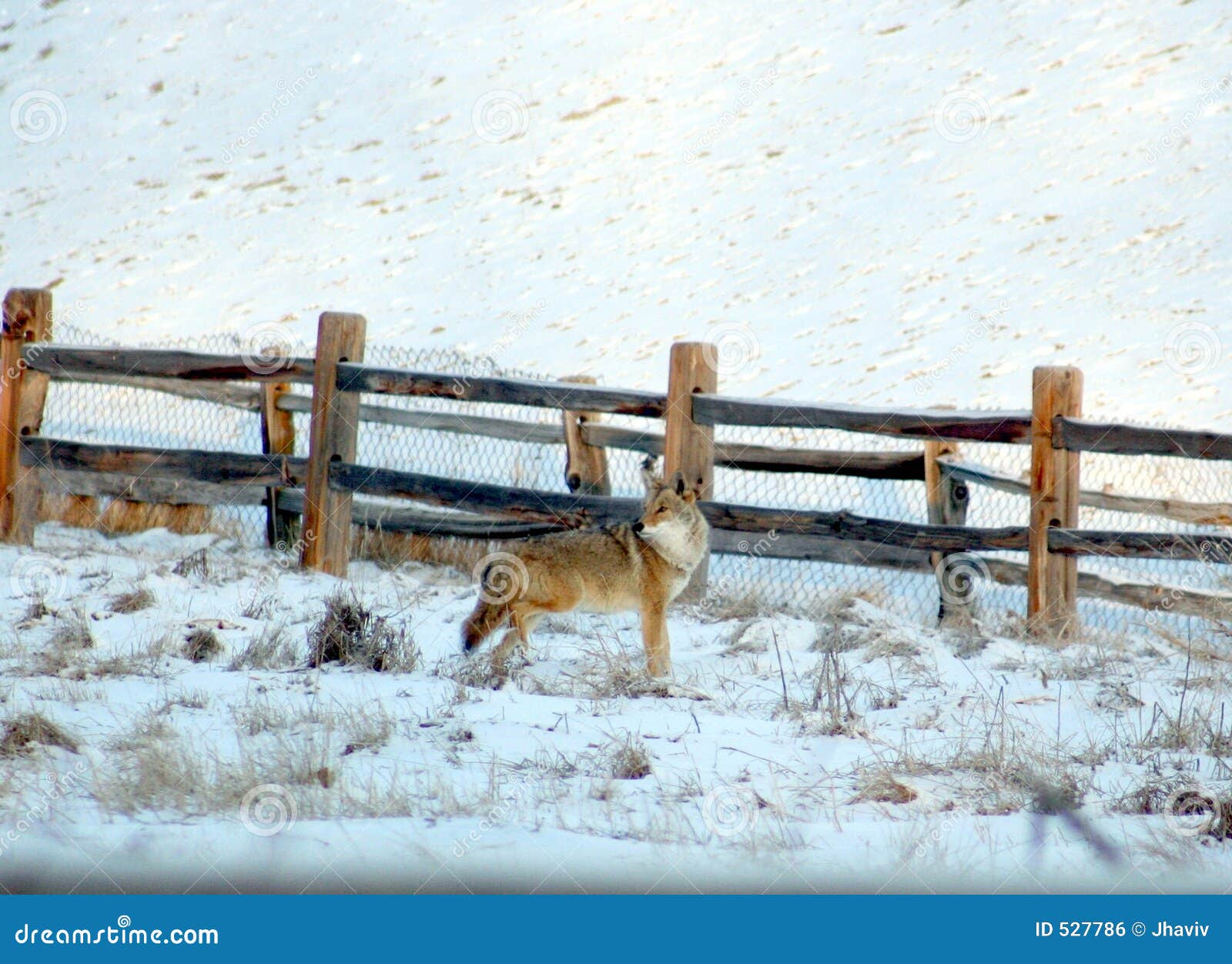Coyote in Colorado stock photo. Image of wildlife, animal - 527786