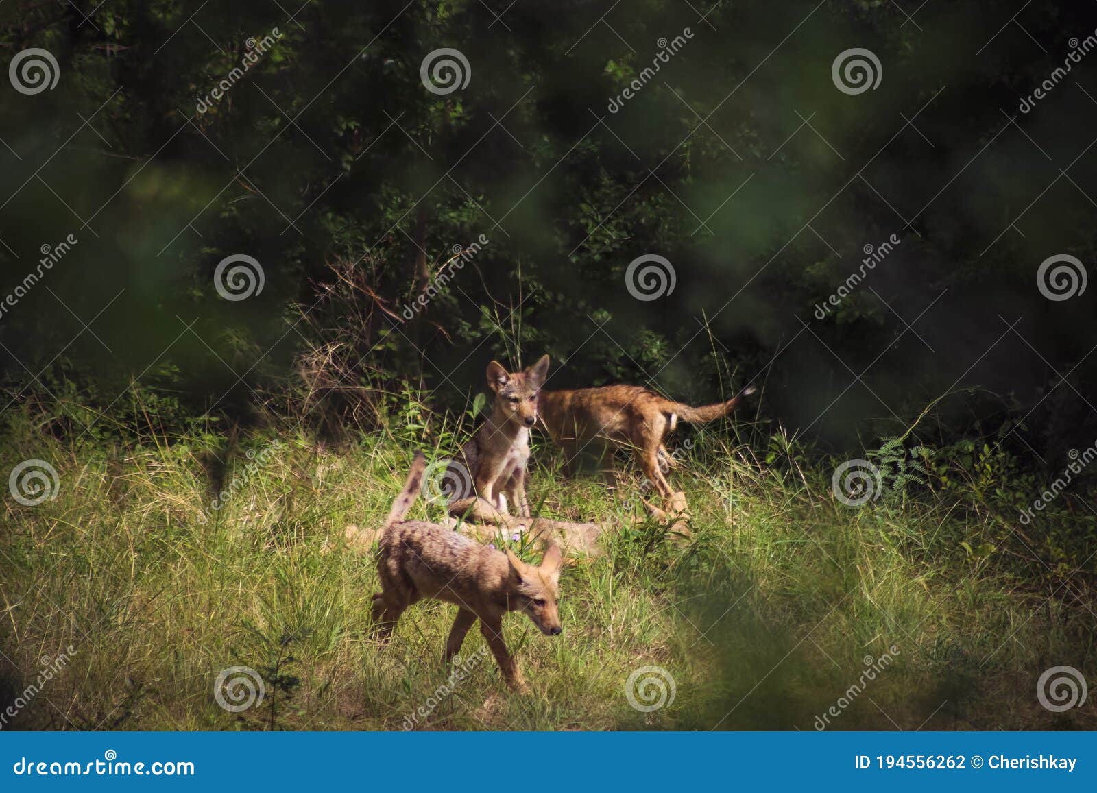 A Coyote Cup Pack in the Forest Stock Photo - Image of outside ...