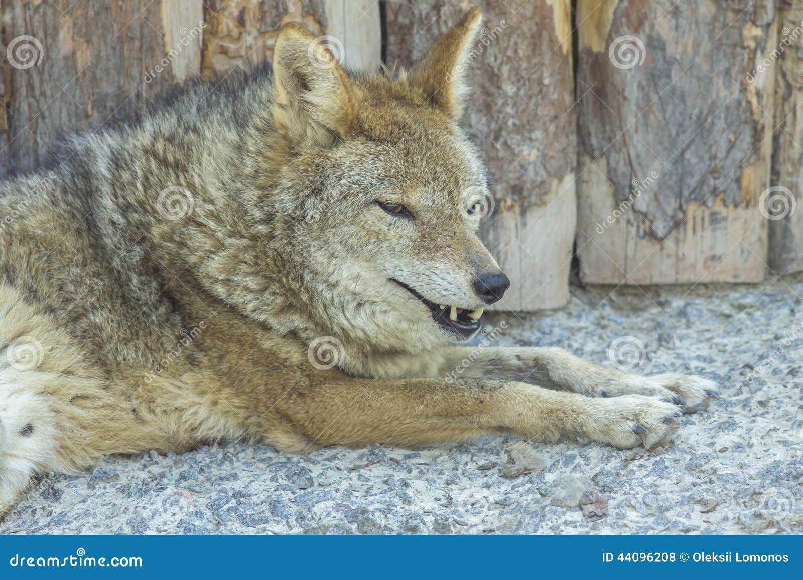 Coyote stock photo. Image of teeth, resting, coyote, nicely - 44096208