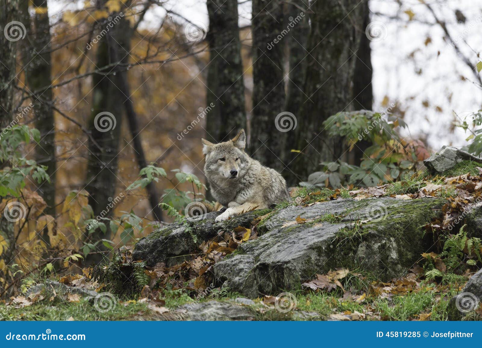 Coyote in Fall, Forest Environment Stock Image - Image of garden ...