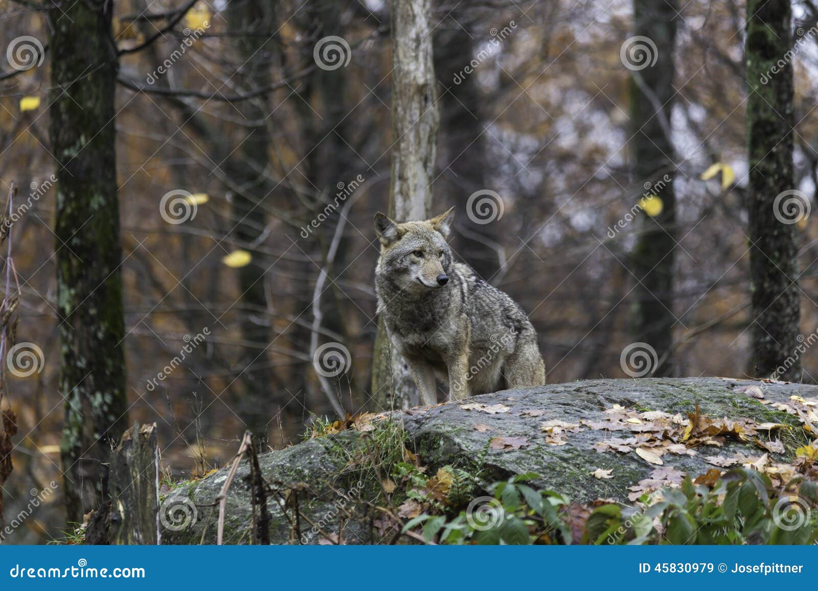Coyote in Fall, Forest Environment Stock Image - Image of forest ...