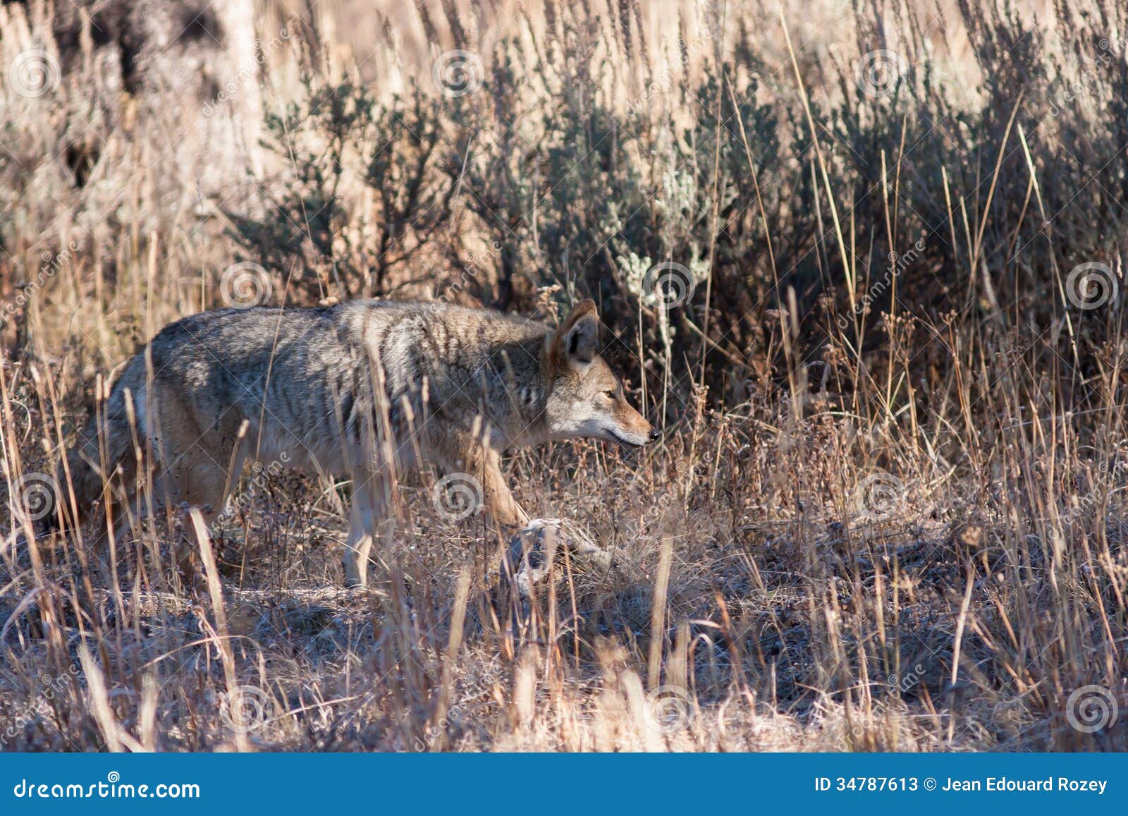 Coyote stock image. Image of wolf, coyote, snout, grass - 34787613