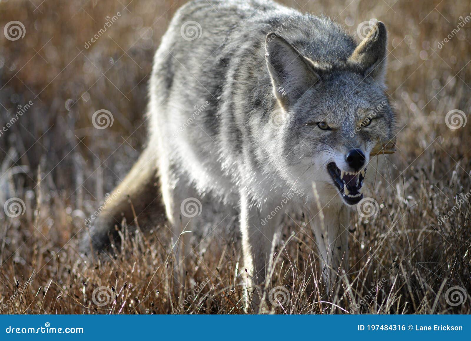 Coyote in Field in Autumn Fall Stock Photo - Image of nature, creek ...