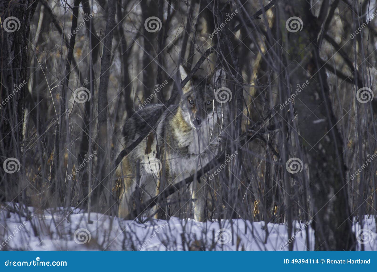 451 Coyote Trees Stock Photos - Free & Royalty-Free Stock Photos from ...