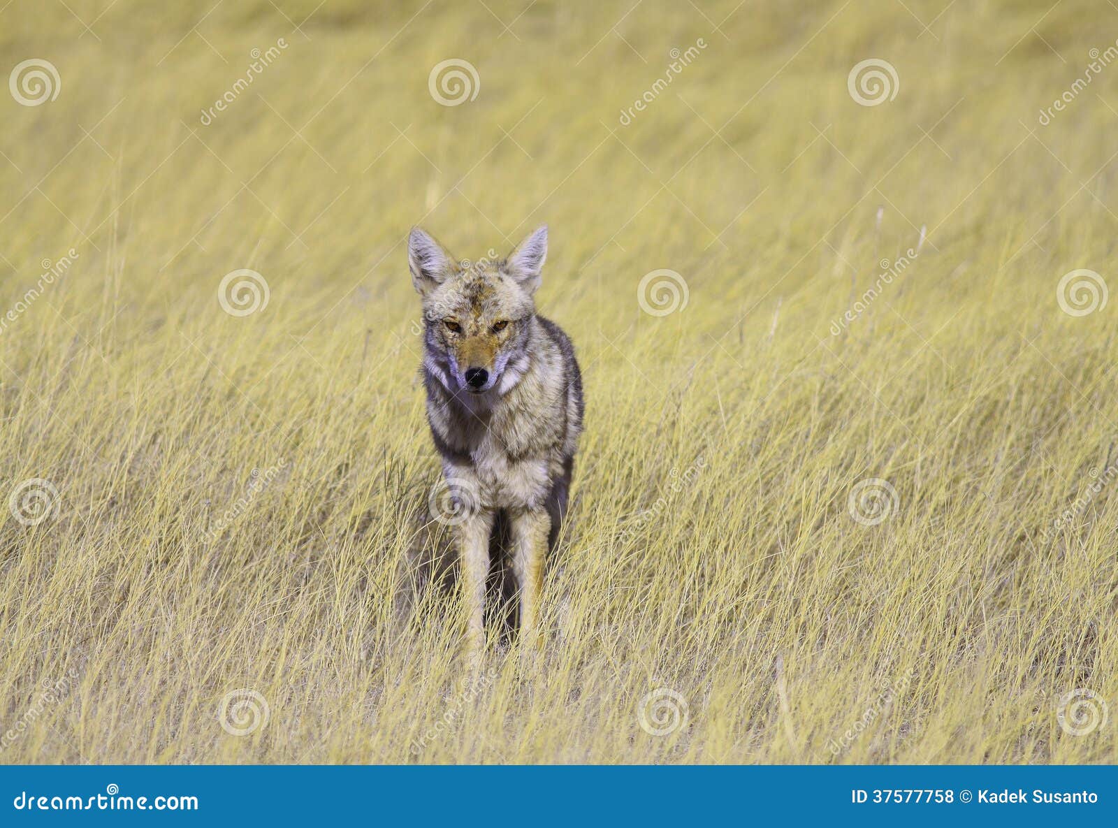 Coyote in the grass stock photo. Image of head, mountains - 37577758
