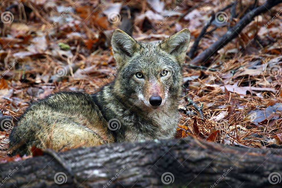 Coyote hiding stock image. Image of mammals, coyote, nature - 2461681