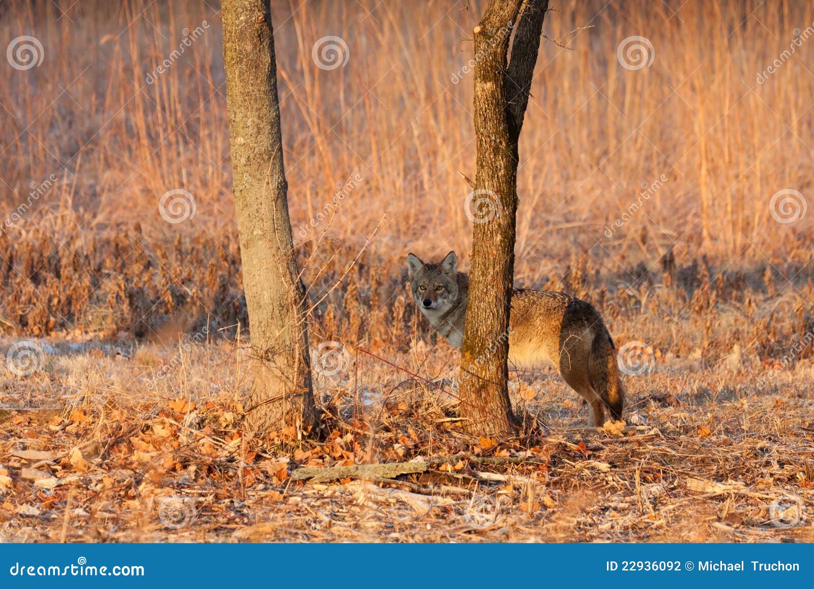 Coyote Hids Behind a Tree in a Praire Stock Photo - Image of coat ...