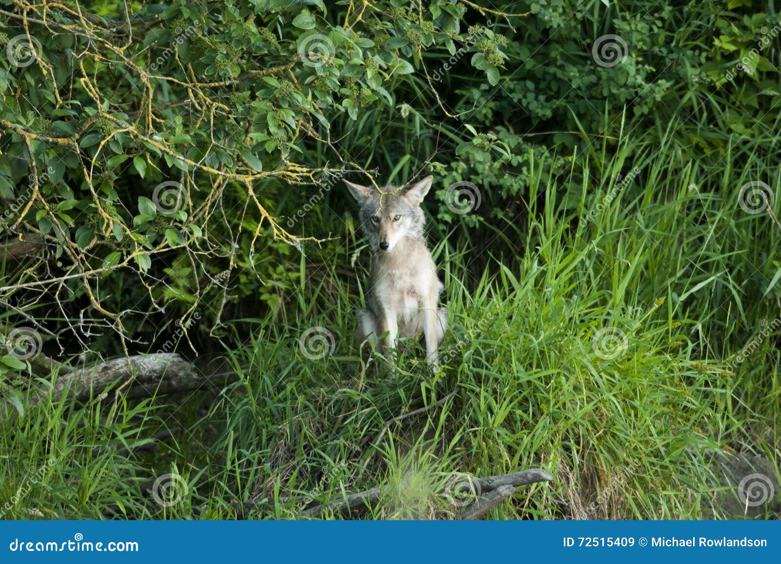 Coyote Hill Smiling Stock Photos - Free & Royalty-Free Stock Photos ...