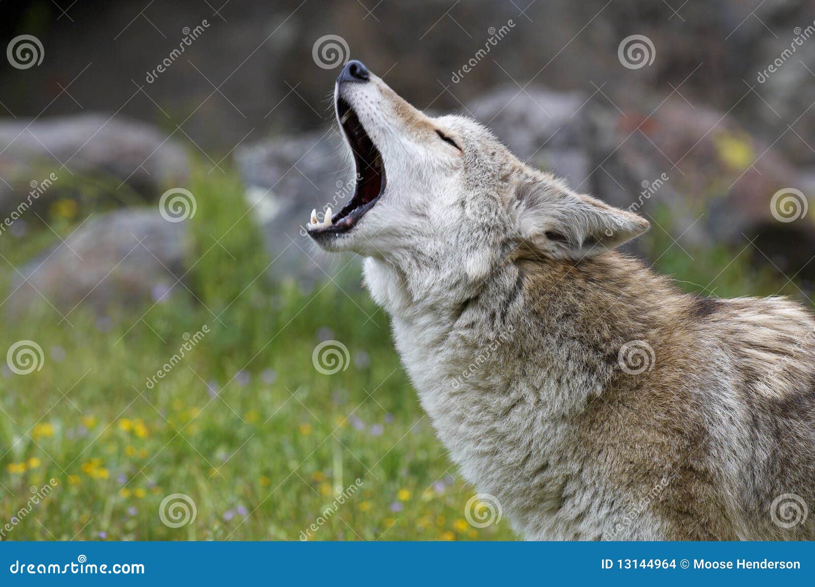 Coyote Howling