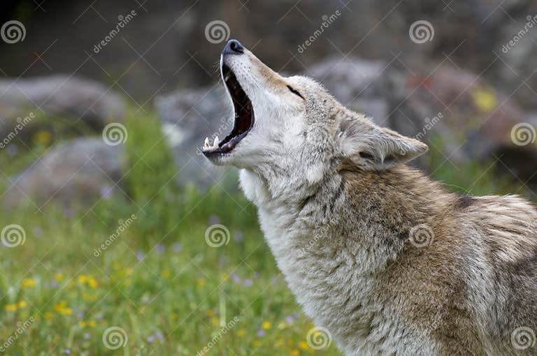 Coyote howling stock photo. Image of creatures, foxes - 13144964