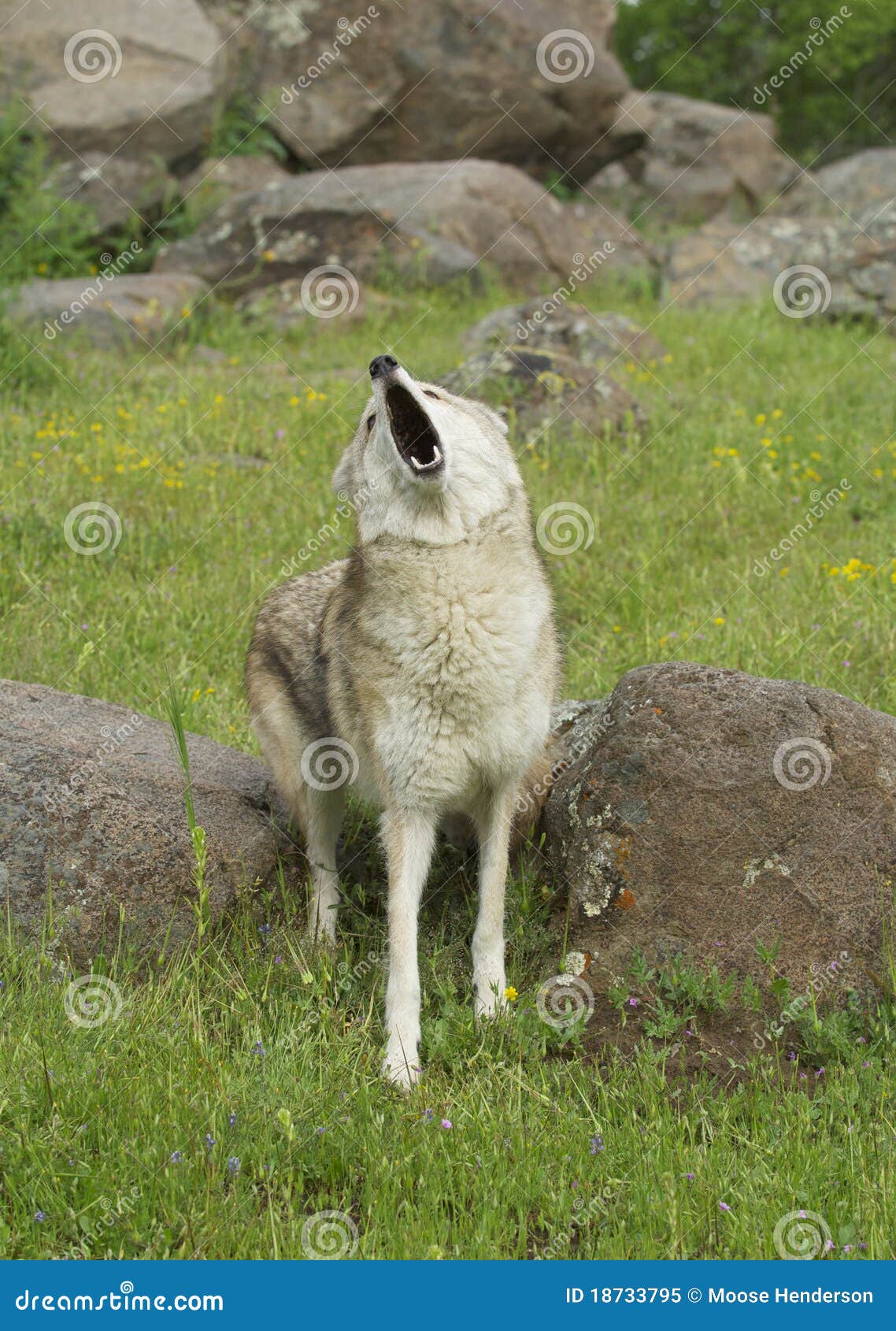 Coyote howling stock image. Image of animal, zoology - 18733795