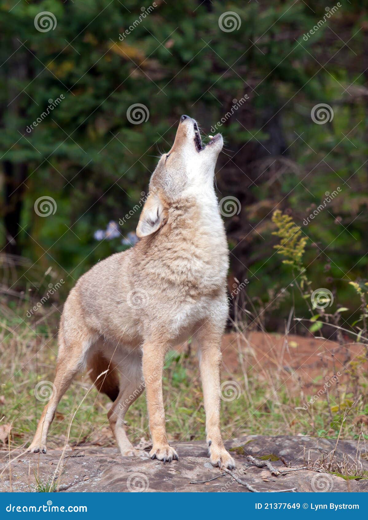 Coyote Howling