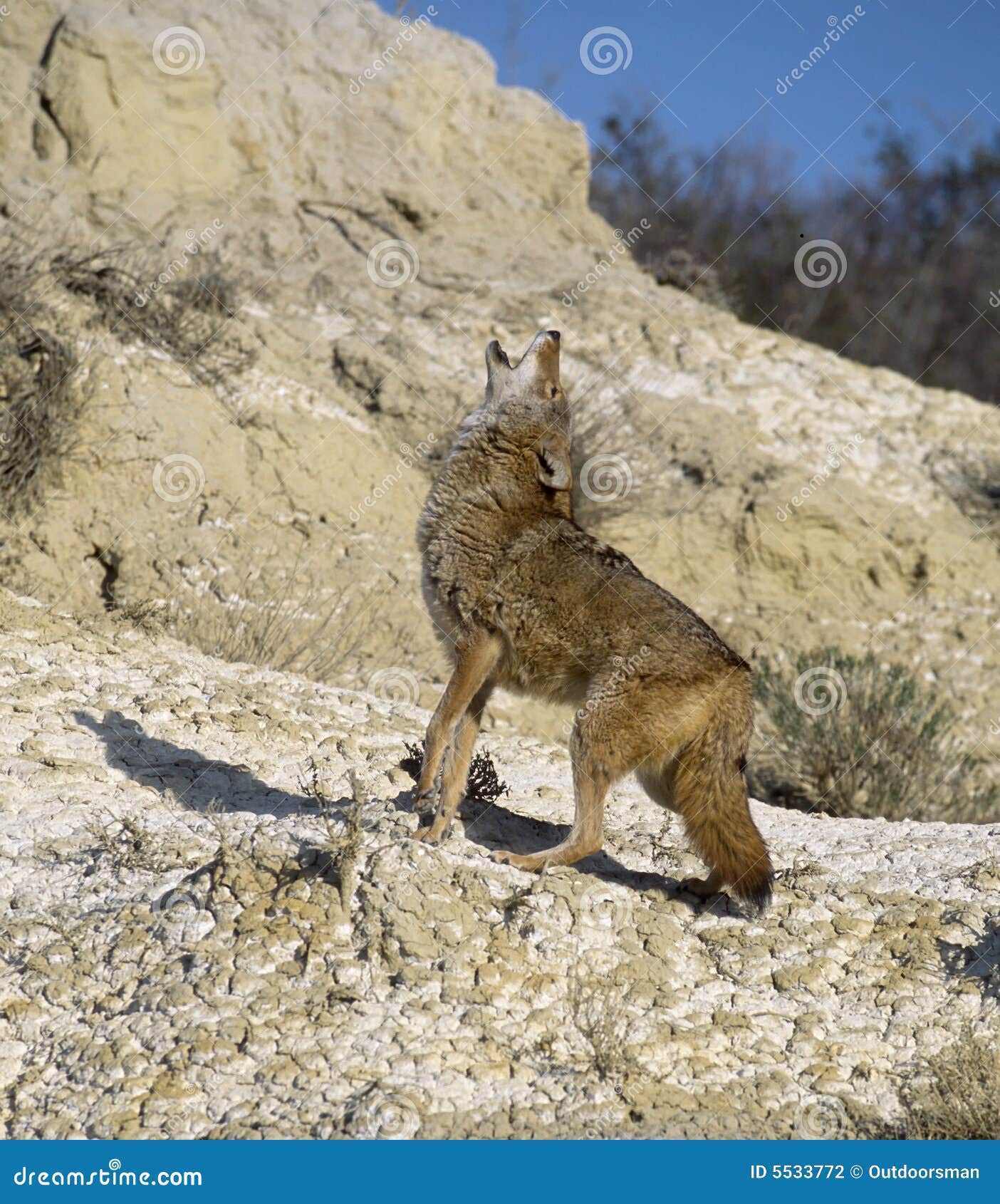 Coyote howling stock photo. Image of rocks, coyote, wild - 5533772