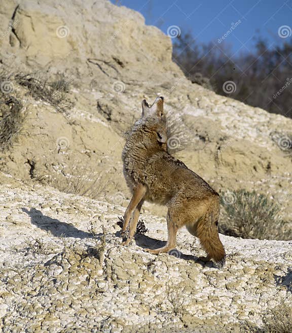 Coyote howling stock photo. Image of rocks, coyote, wild - 5533772