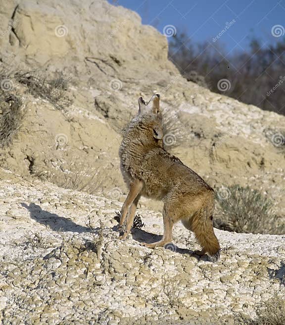 Coyote howling stock image. Image of coyote, outdoors - 5884471