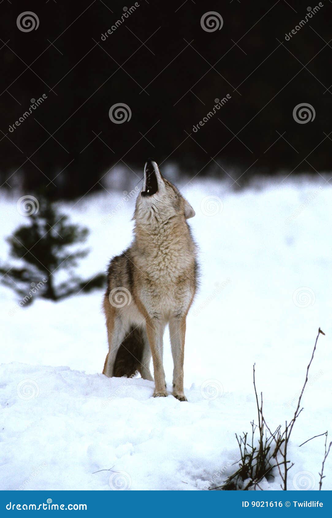 Coyote Howling stock photo. Image of hunting, hear, prey - 9021616