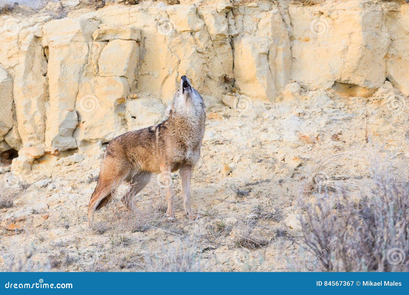 Coyote howling stock image. Image of mammal, canid, howling - 84567367