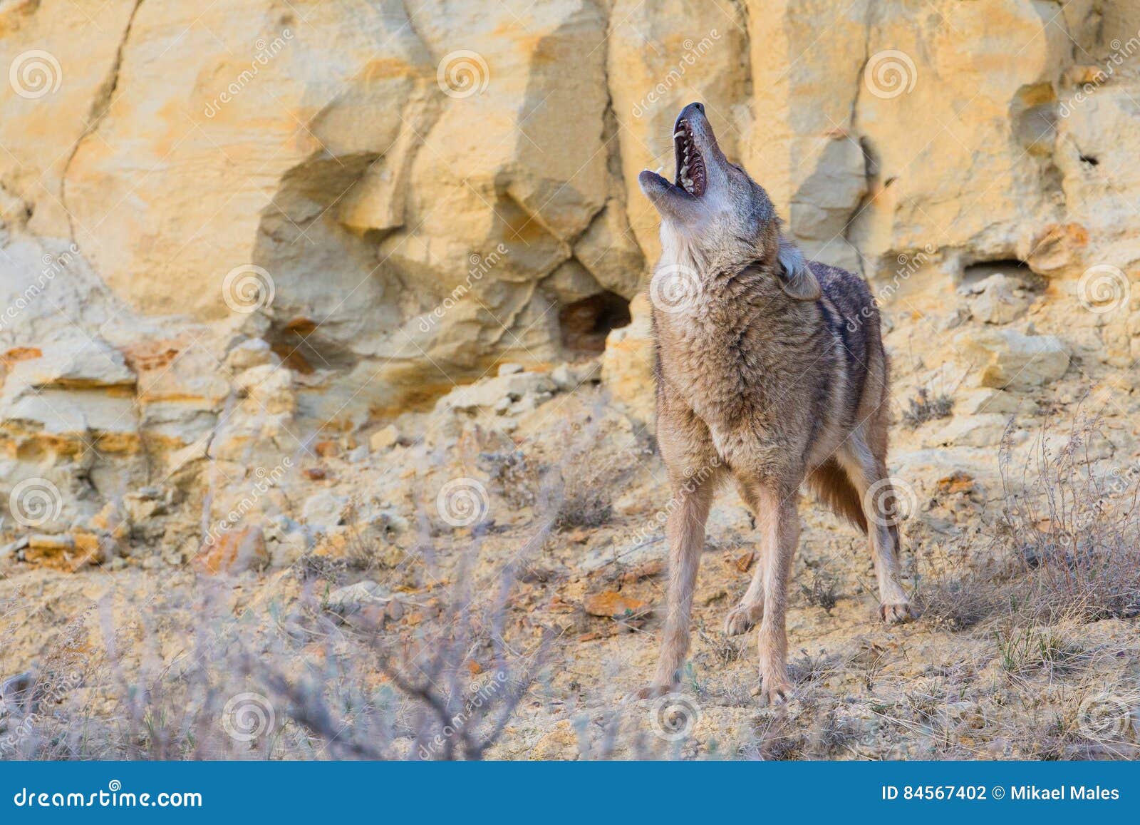 Coyote howling close-up stock photo. Image of howling - 84567402