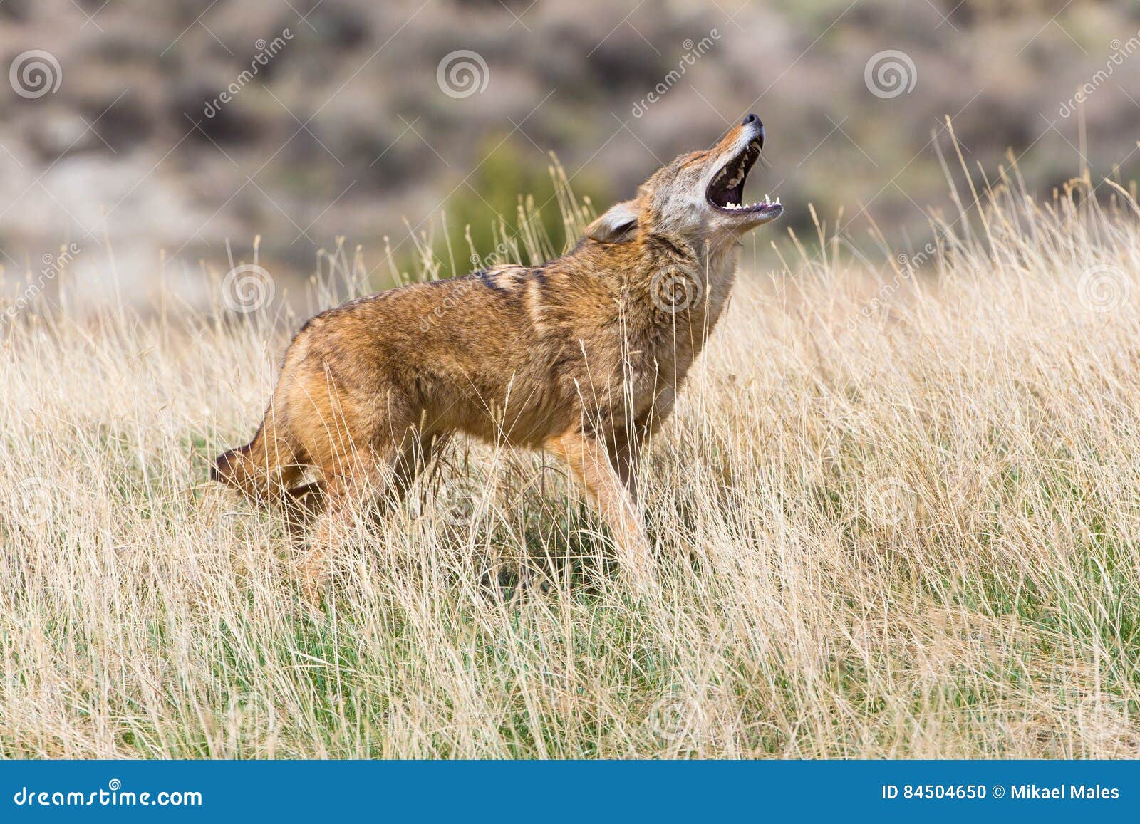Coyote howling in daytime stock photo. Image of vocalizing - 84504650