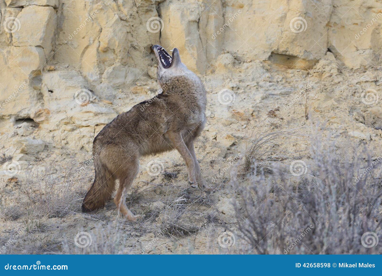 Coyote Howling with Head Back Stock Photo - Image of canyon, ledge ...