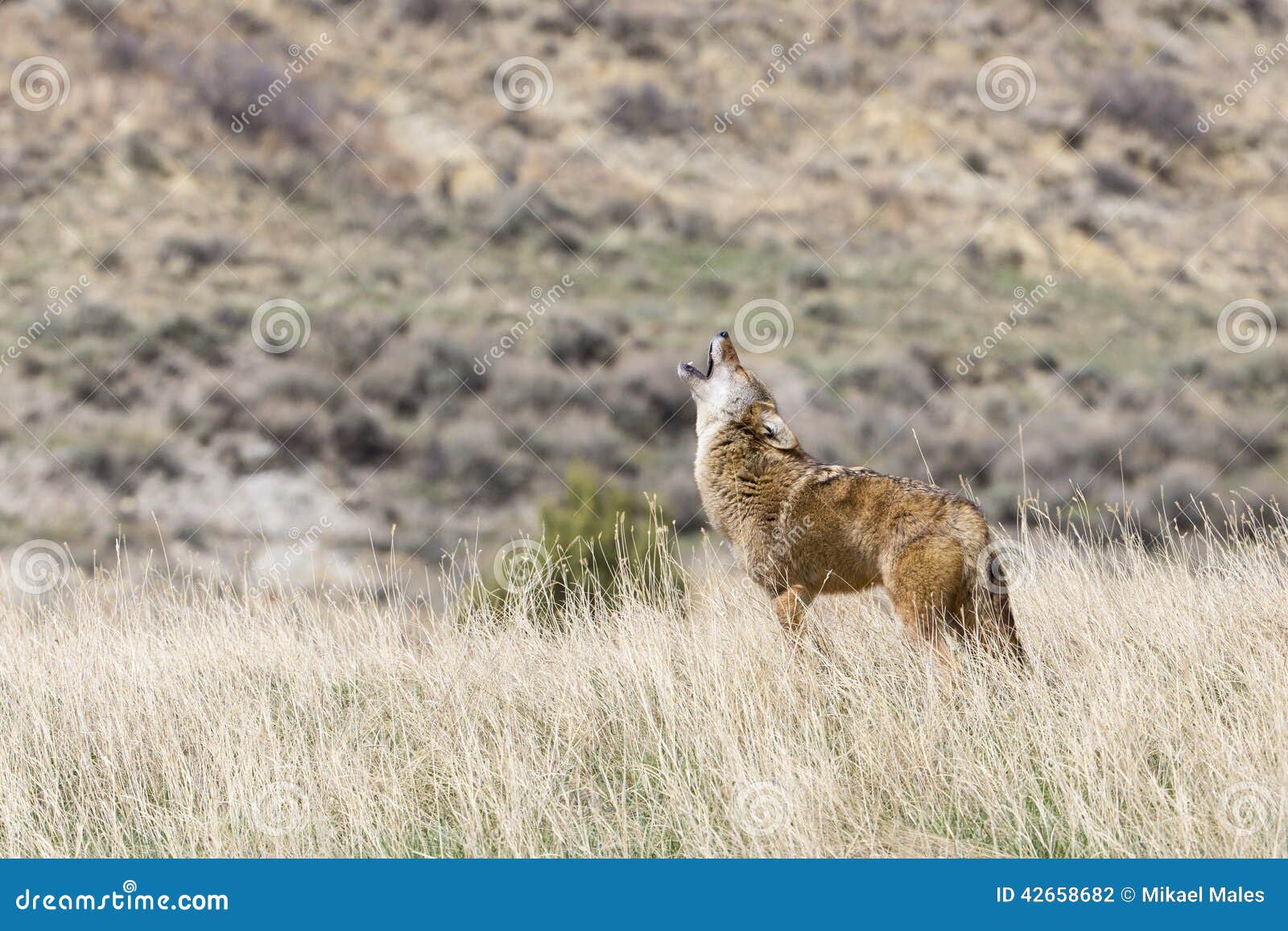 Coyote Howling on the Prairie Stock Photo - Image of carnivores ...