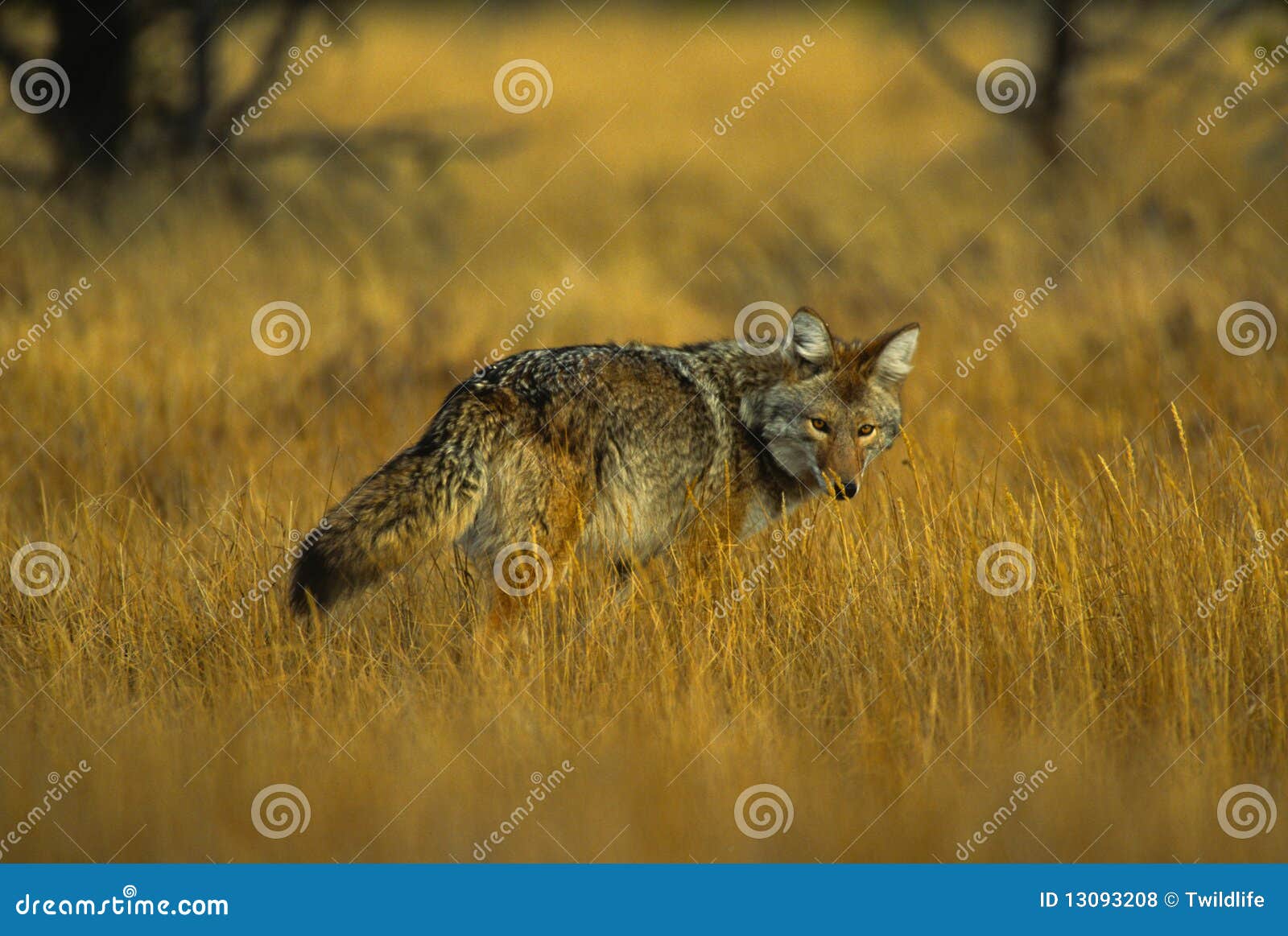 Coyote on the Hunt stock photo. Image of wild, predator - 13093208