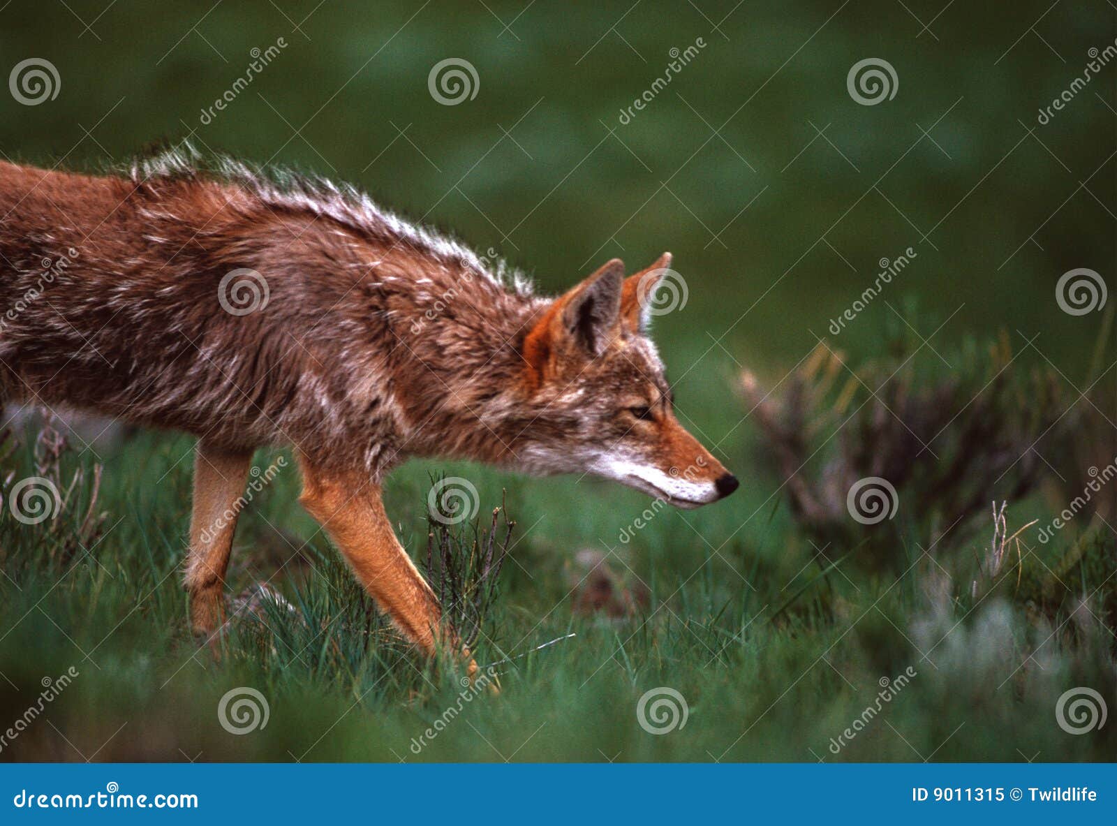 Coyote on the Hunt stock image. Image of wild, nature - 9011315